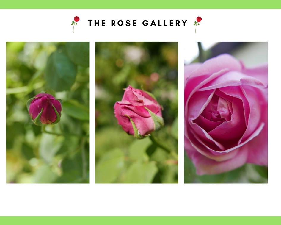 The rose gallery inspired by writing Scider the Wizard Cat - Jupiter ...